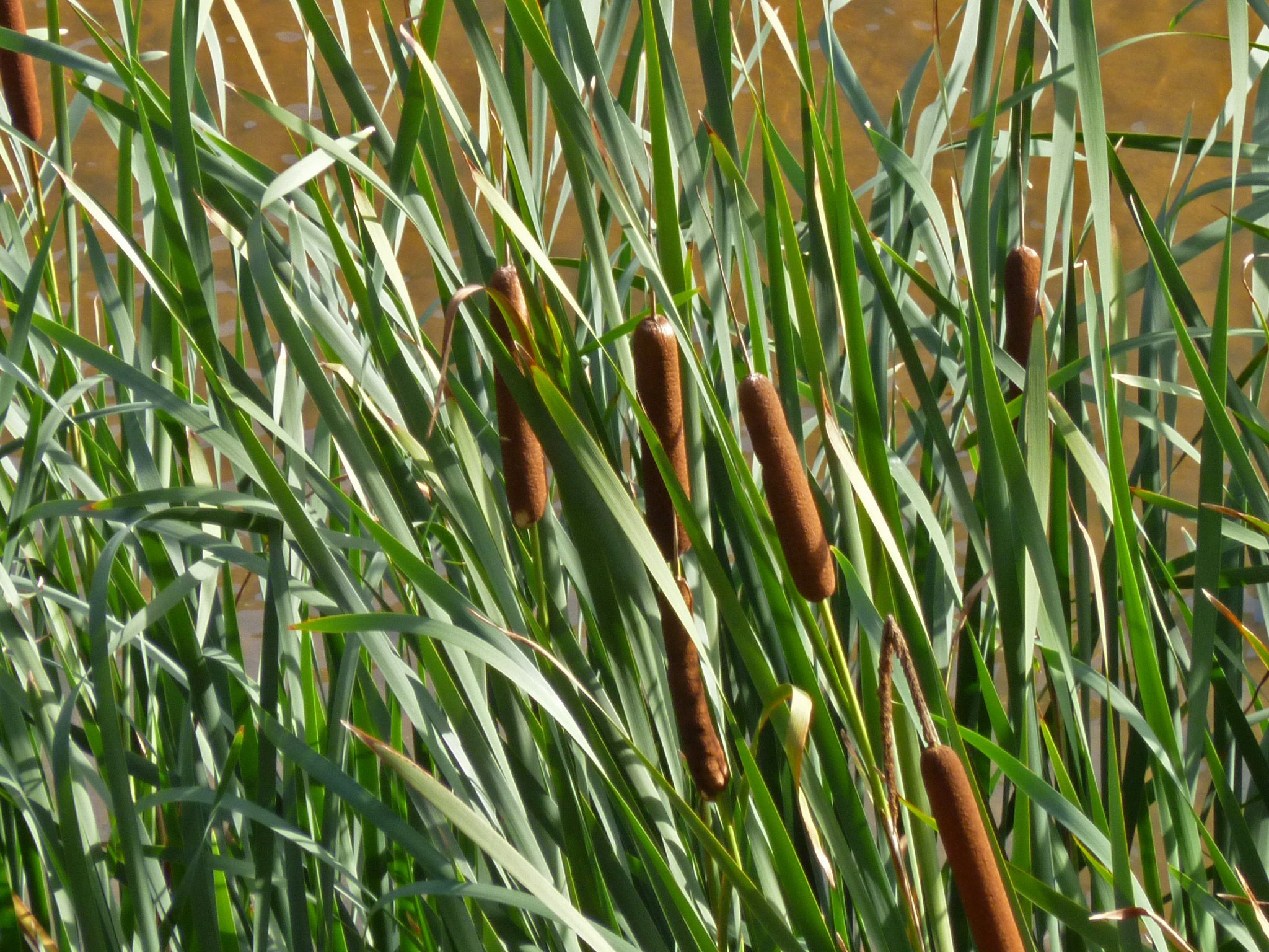 Common Cattail | Highly Familiar and Amazingly Versatile - Eat The Planet