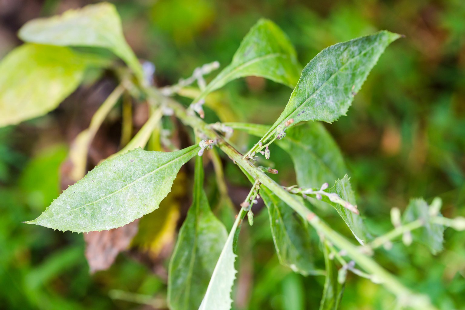 The Story of Wild lettuce (Lactuca.) - Eat The Planet
