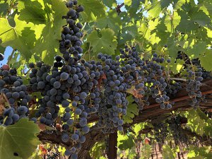 Are Wild Grapes Edible? Exploring The Fruit of Wild Grape Vines - Eat ...