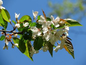 Native Apple Trees of North America - Eat The Planet