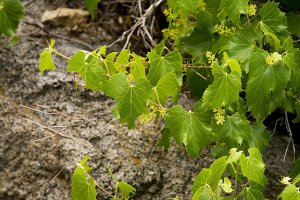 The Native Grape Vines of North America - Eat The Planet