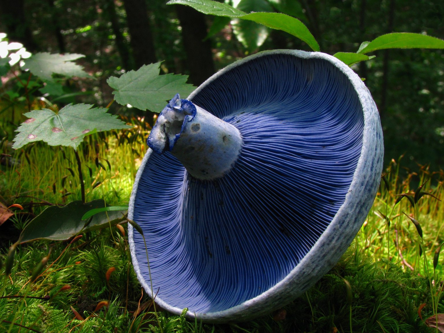 Edible Blue Indigo Milk Cap Mushrooms - Eat The Planet