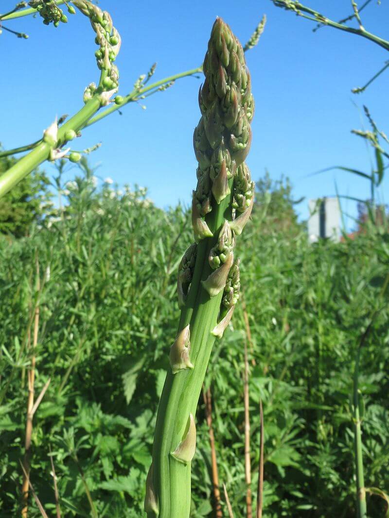 Asparagus: A Delightful Household Plant - Eat The Planet