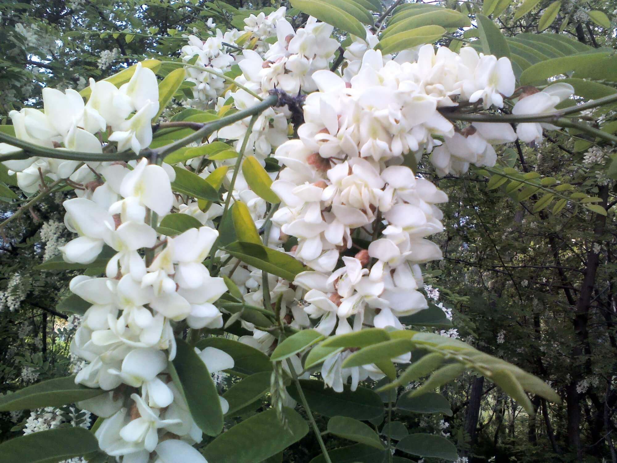 Black Locust: A Widespread and Nifty Native Plant - Eat The Planet