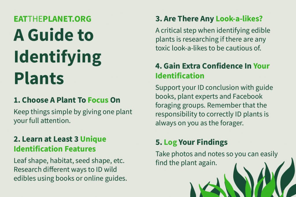 How to Forage: All You Need to Know - Eat The Planet