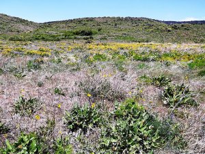 Arrowleaf Balsamroot: The Hearty, Heavy Edible Plant - Eat The Planet