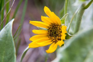 Arrowleaf Balsamroot: The Hearty, Heavy Edible Plant - Eat The Planet