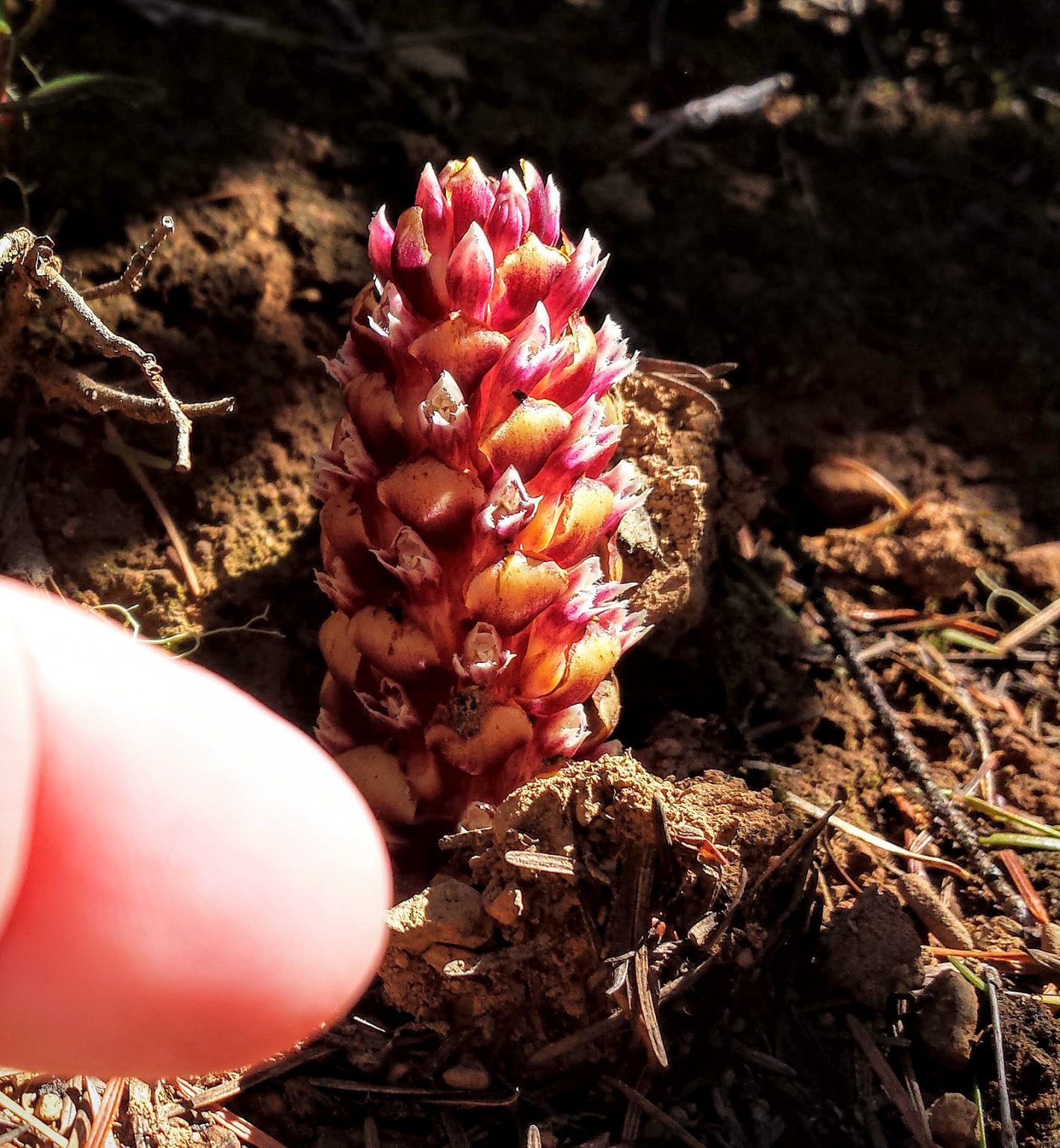 West Coast Parasitic Edible Fir Cone Look-alike: Groundcone - Eat The ...