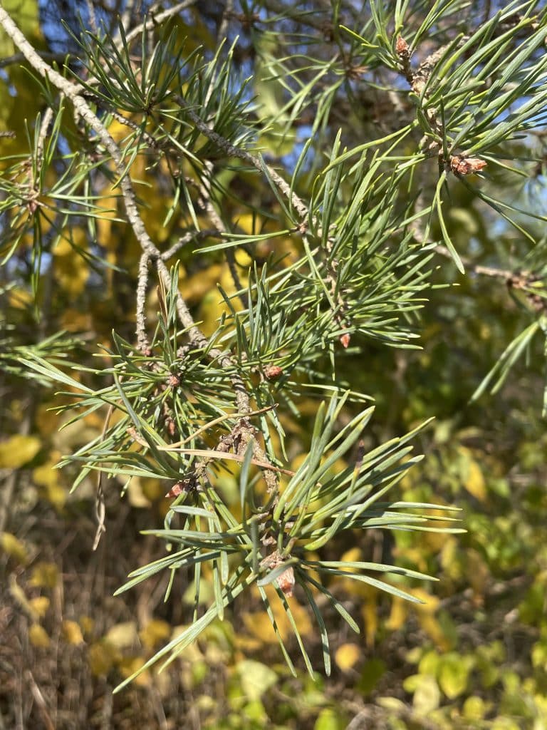 Pine Needles: For You and Your Animals - Eat The Planet