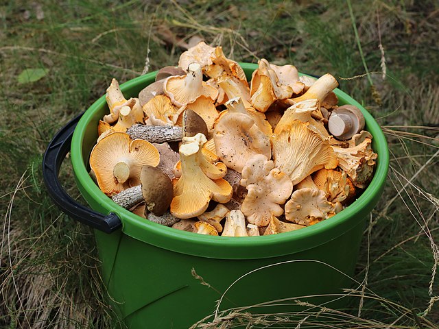 How to Preserve Wild Foraged Mushrooms - Eat The Planet