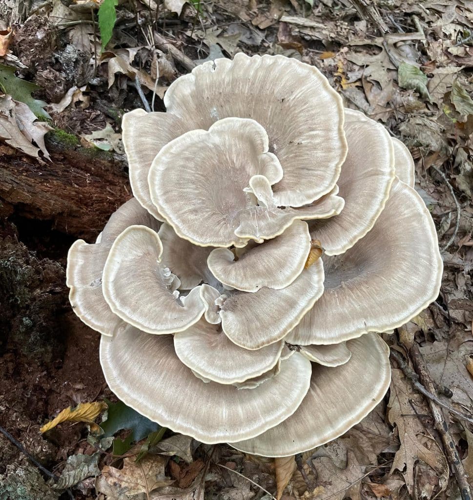 Meripilus sumstinei - Black-staining Polypore - Eat The Planet