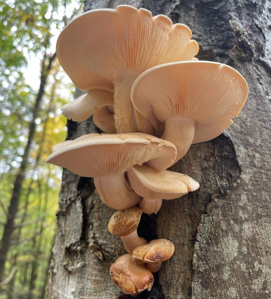 Hypsizygus ulmarius - Elm Oysters - Eat The Planet