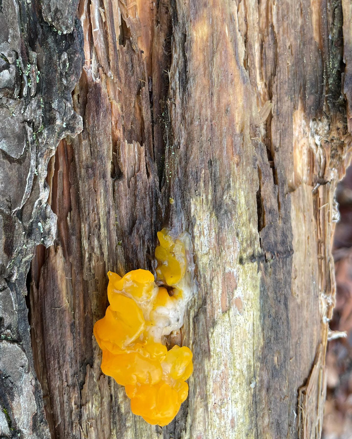 Dacrymyces chrysospermus - Orange Jelly Fungus - Eat The Planet