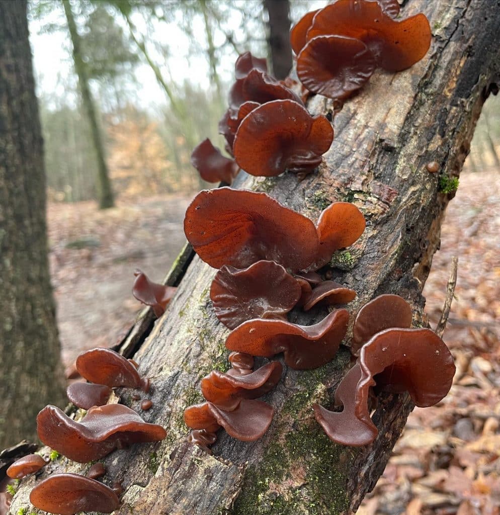 Auricularia spp. - Wood Ears - Eat The Planet
