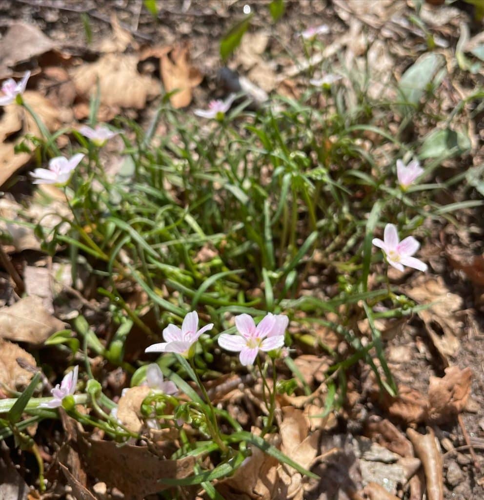 Claytonia virginica - Virginia Spring Beauty - Eat The Planet