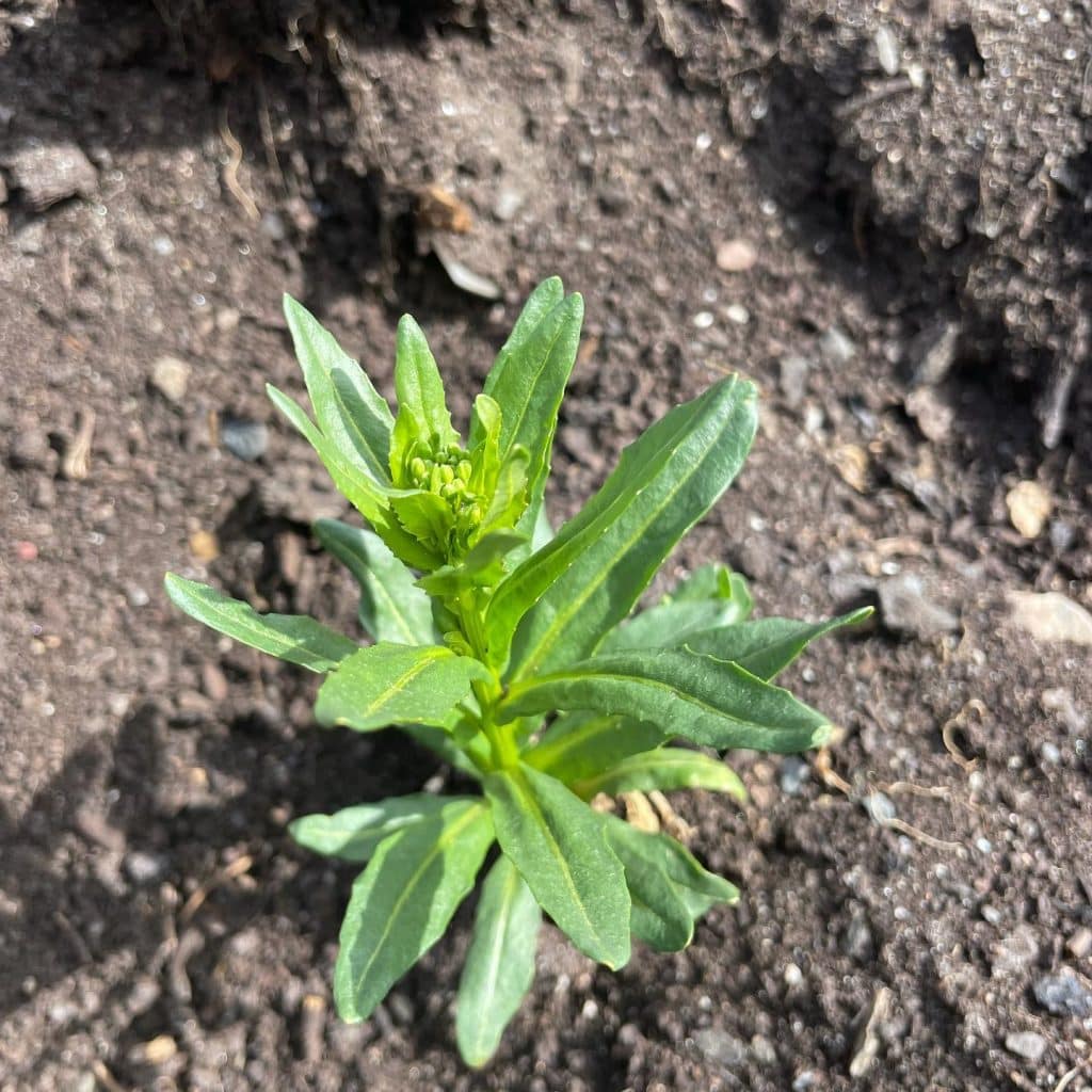 Thlaspi arvense - Field Pennycress - Eat The Planet