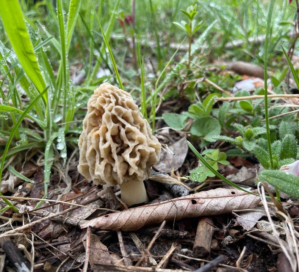 Morchella americana - Yellow Morel - Eat The Planet