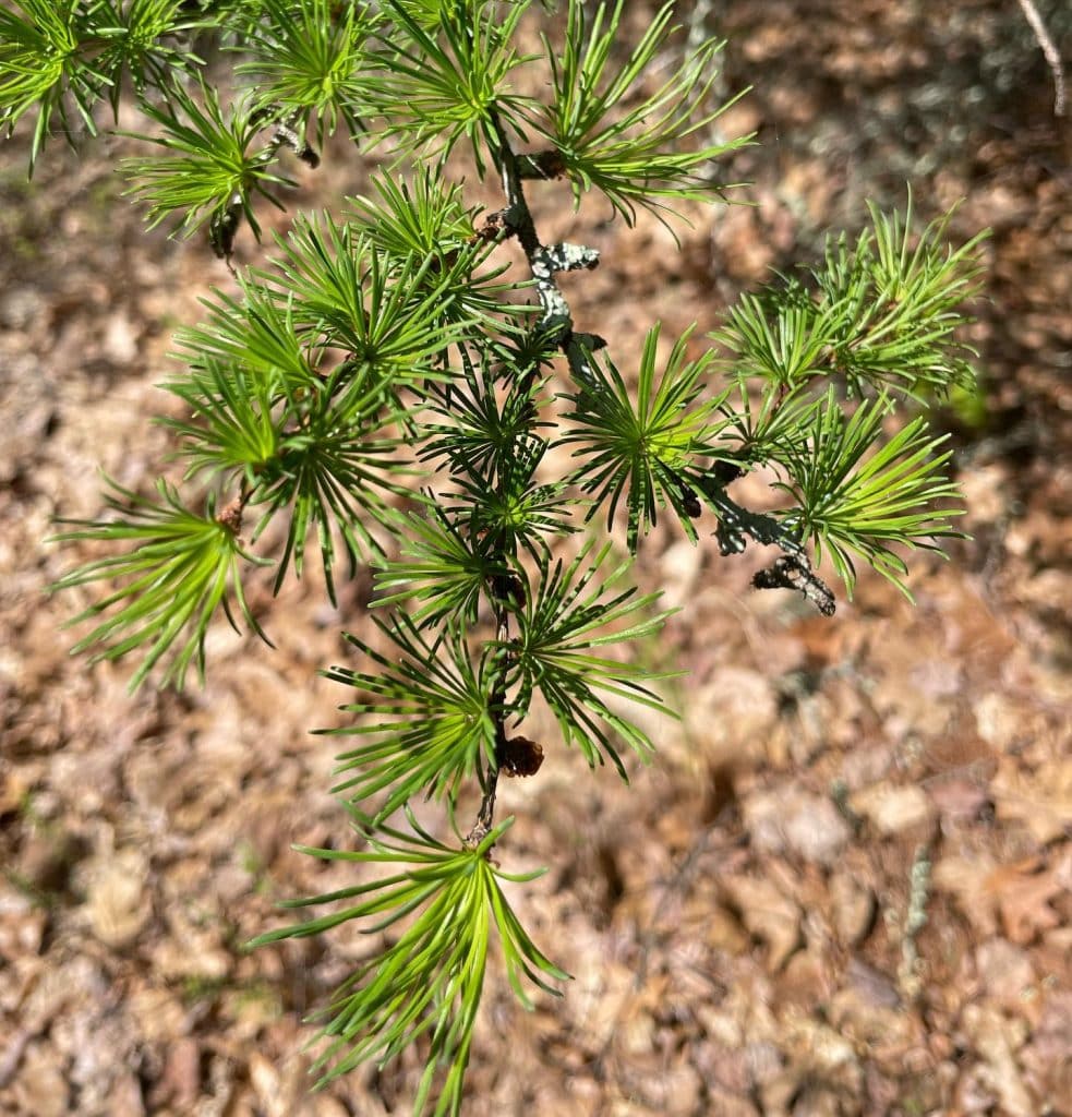 Larix laricina - Tamarack - Eat The Planet