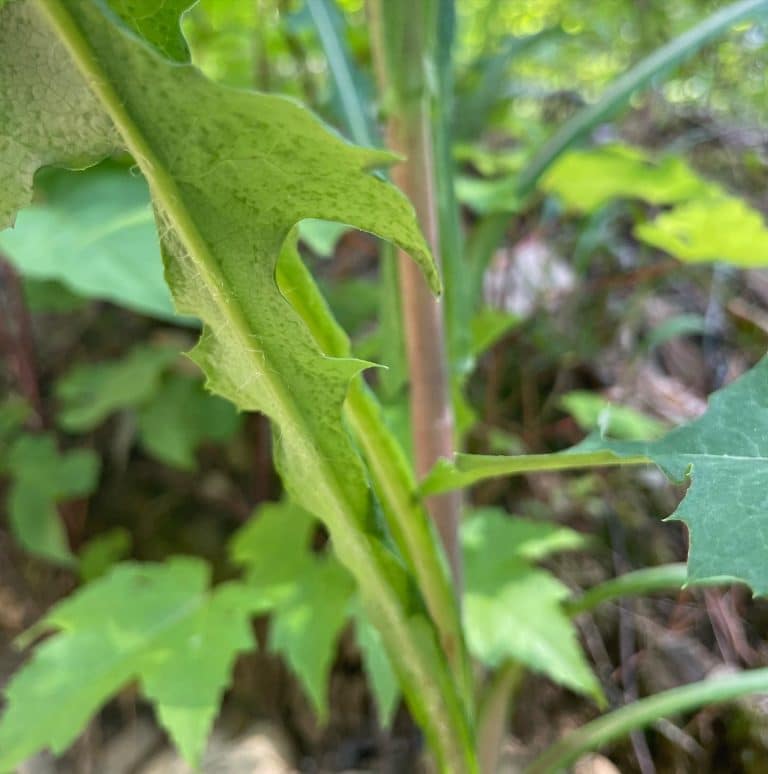 Lactuca canadensis - Canada Wild Lettuce - Eat The Planet