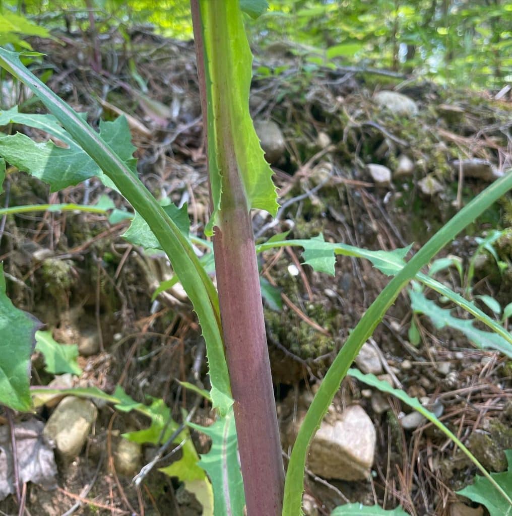 Lactuca canadensis - Canada Wild Lettuce - Eat The Planet