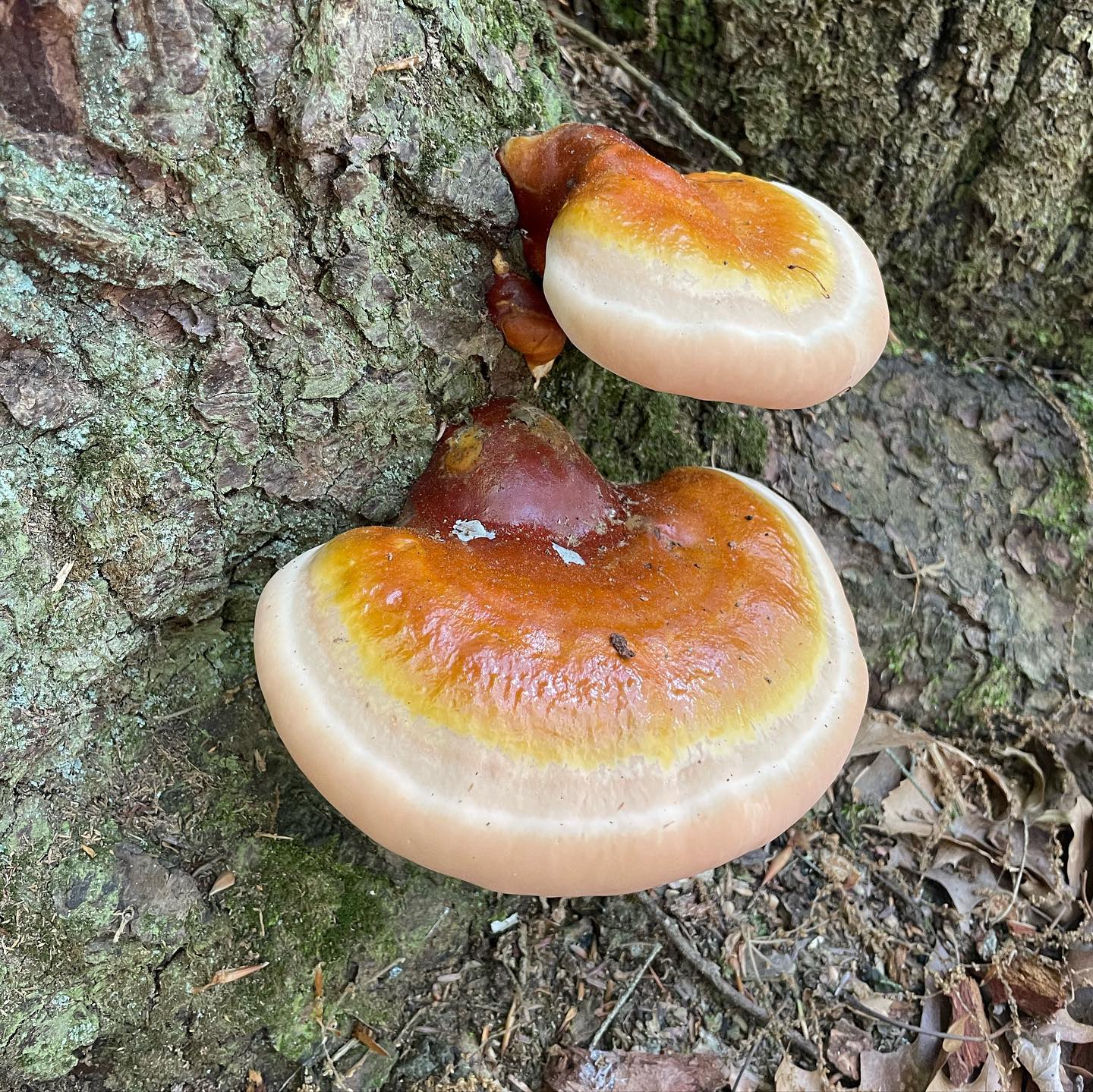Ganoderma tsugae - Hemlock Reishi - Eat The Planet