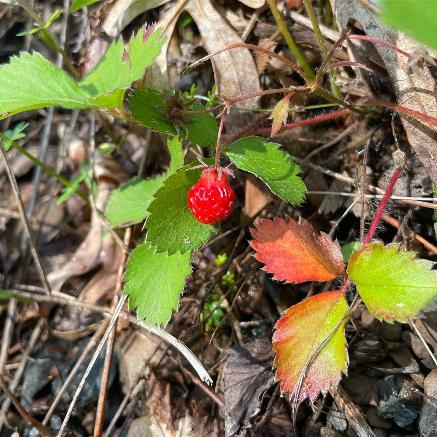 Fragaria virginiana - Wild Strawberry - Eat The Planet