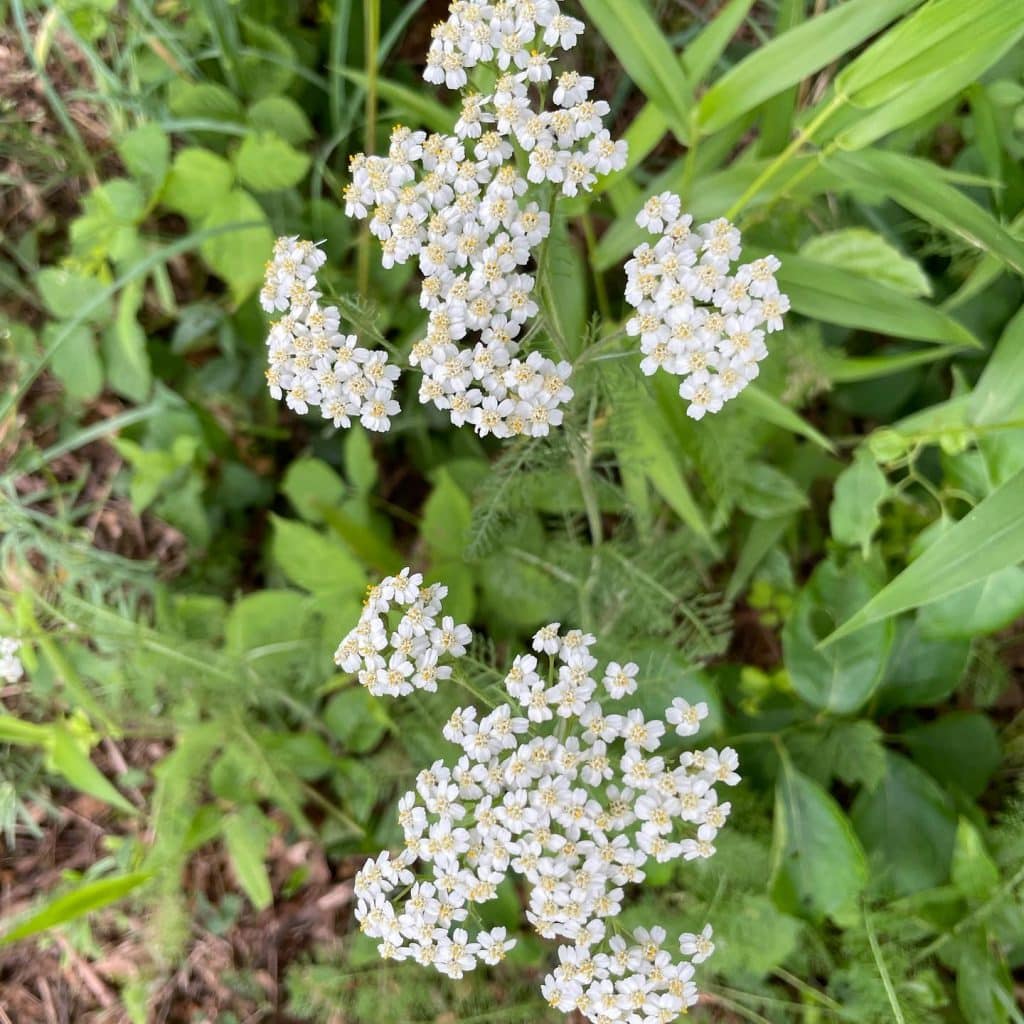 Achillea millefolium - Yarrow - Eat The Planet