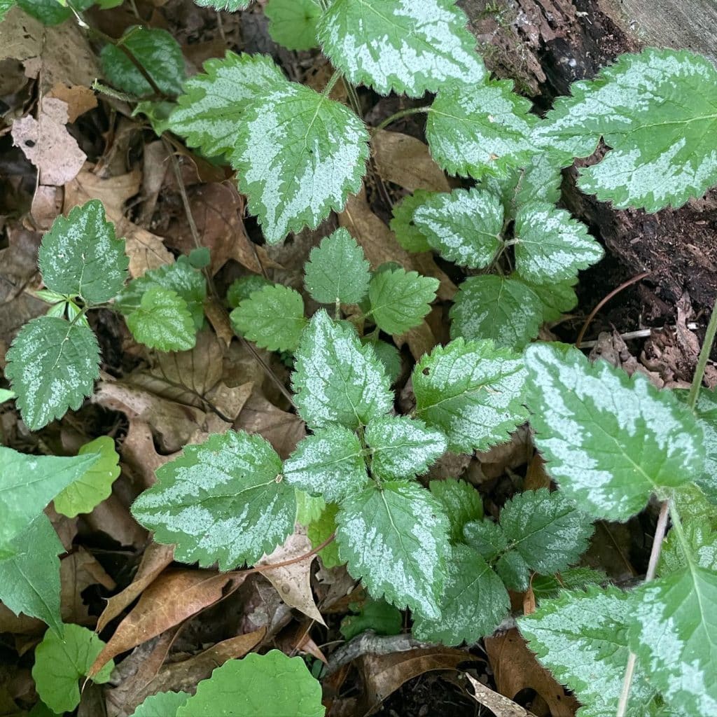 Lamiastrum galeobdolon - Yellow Archangel - Eat The Planet