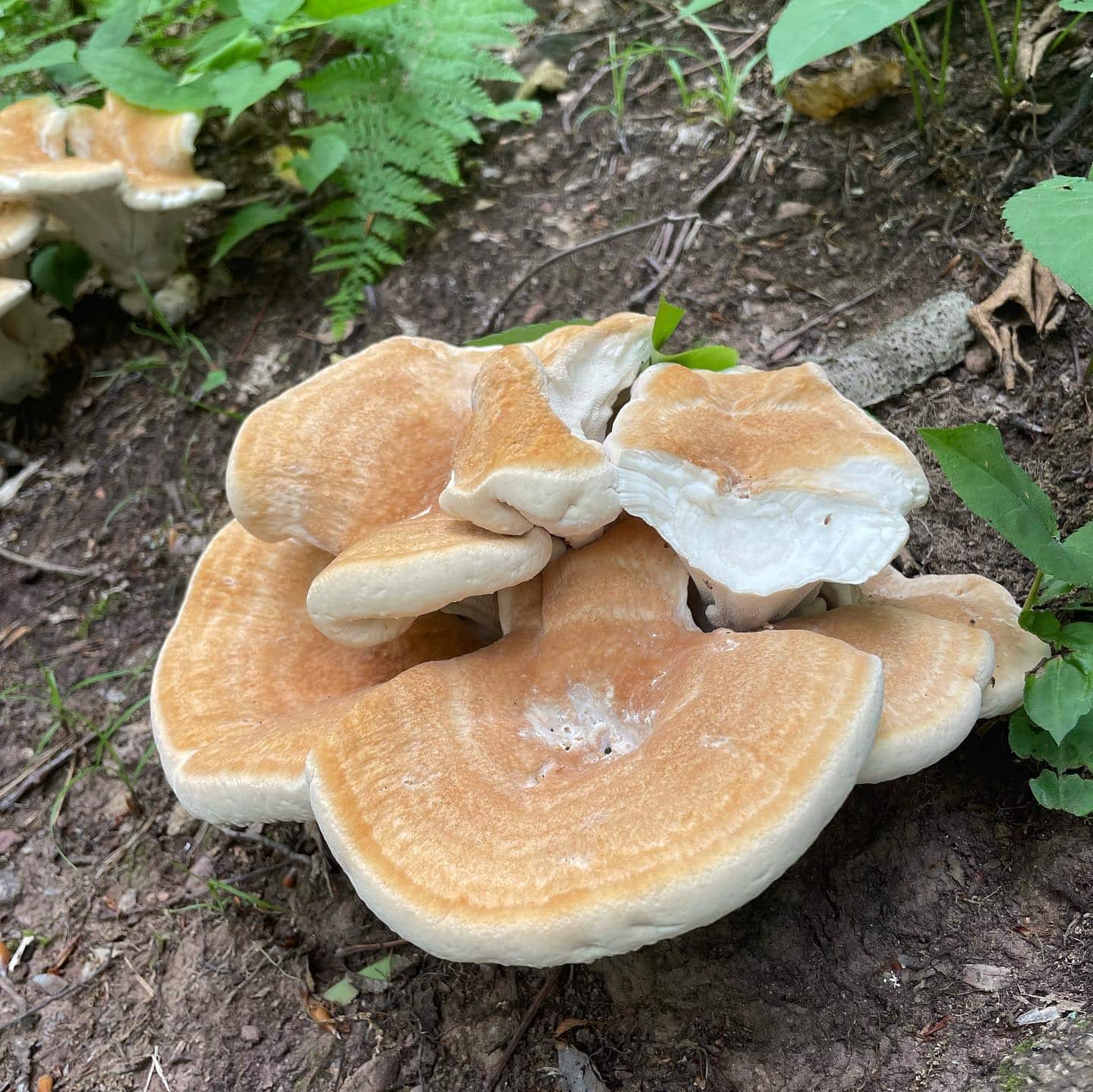 Bondarzewia berkeleyi - Berkeley's Polypore - Eat The Planet
