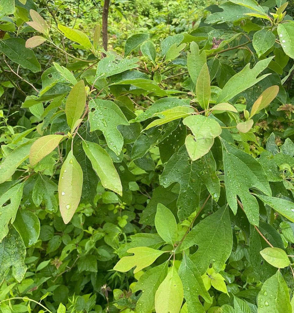 Sassafras albidum - Sassafras - Eat The Planet