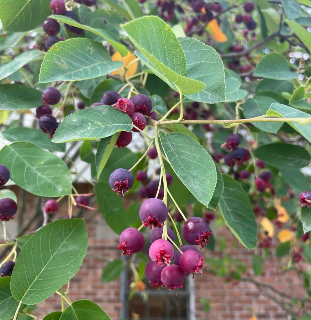Amelanchier spp. - Serviceberries - Eat The Planet