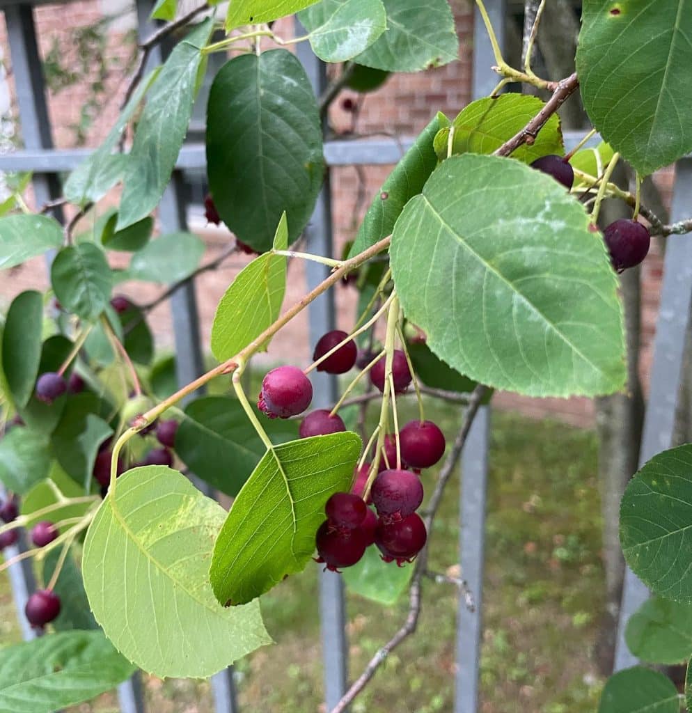 Amelanchier spp. - Serviceberries - Eat The Planet