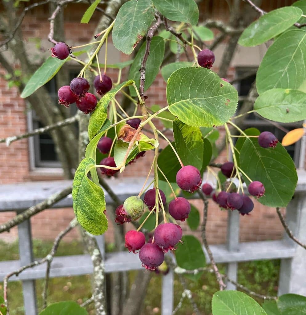 Amelanchier spp. - Serviceberries - Eat The Planet