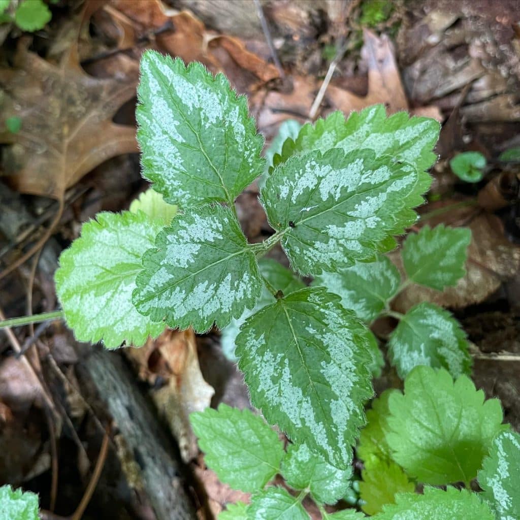 Lamiastrum galeobdolon - Yellow Archangel - Eat The Planet