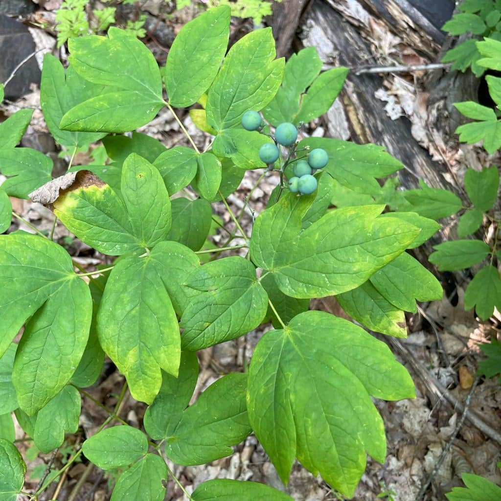 Caulophyllum thalictroides - Blue Cohosh - Eat The Planet