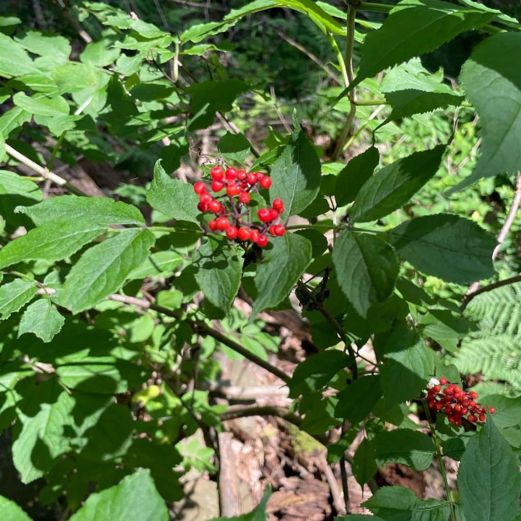 Sambucus racemosa - Red Elderberry - Eat The Planet