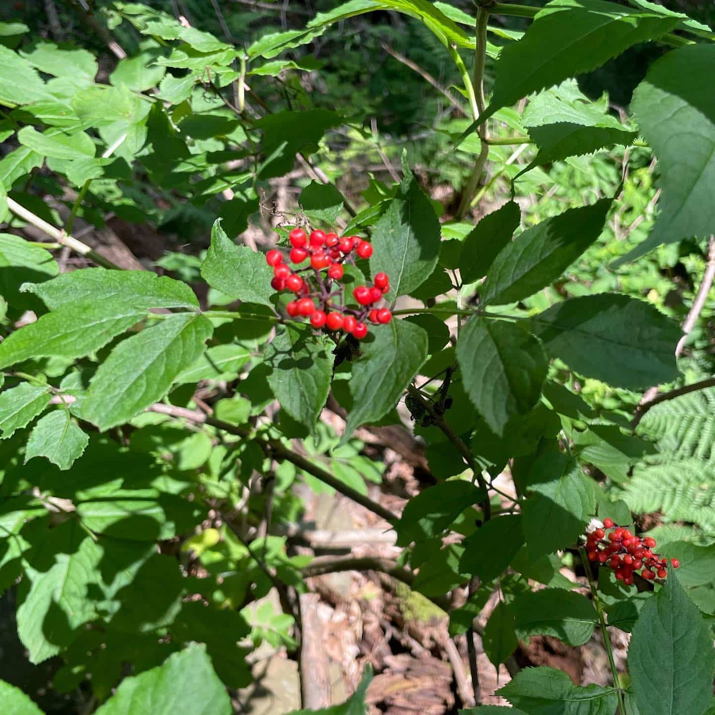 Sambucus racemosa - Red Elderberry - Eat The Planet