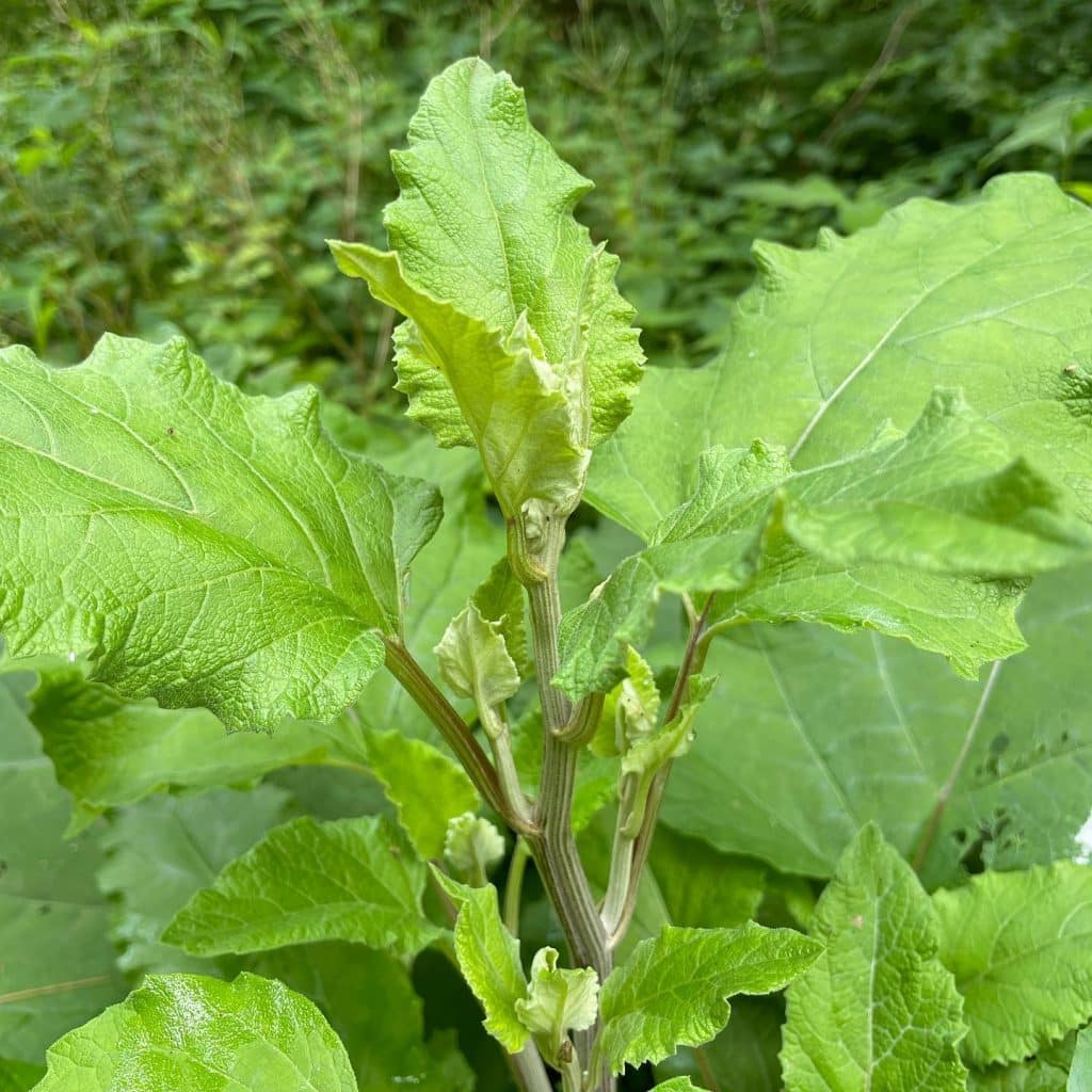 Arctium lappa - Greater Burdock - Eat The Planet