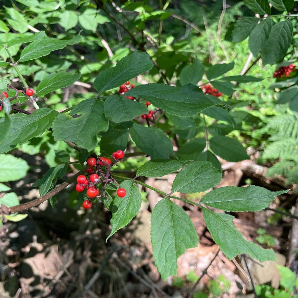 Sambucus racemosa - Red Elderberry - Eat The Planet