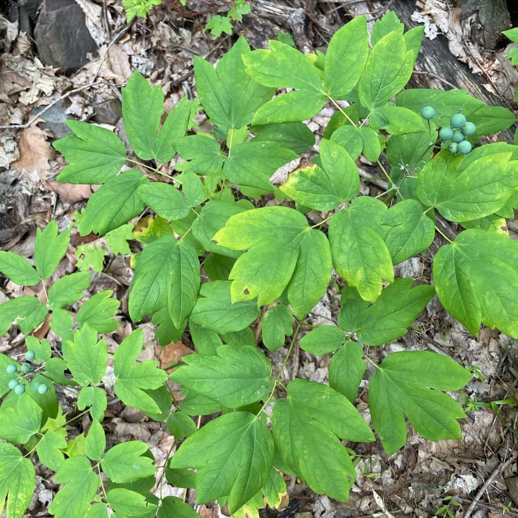 Caulophyllum thalictroides - Blue Cohosh - Eat The Planet