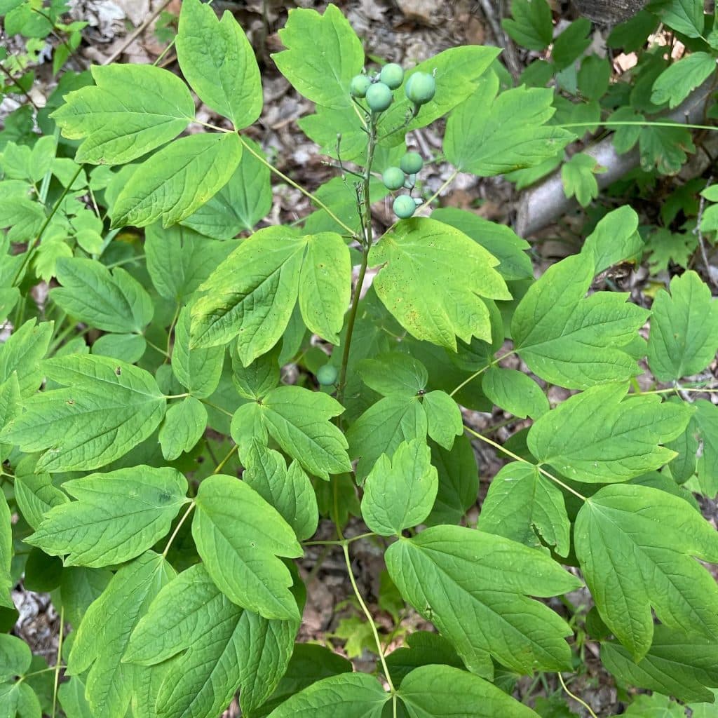 Caulophyllum thalictroides - Blue Cohosh - Eat The Planet