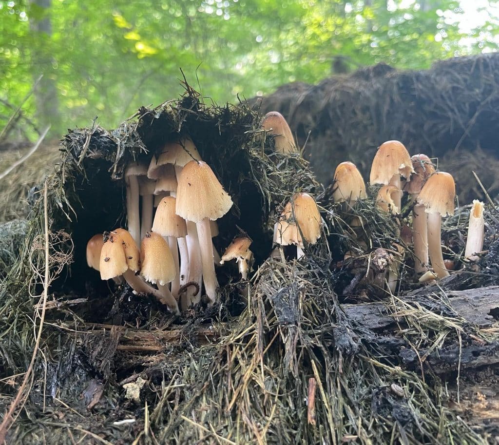Coprinellus micaceus - Mica caps - Eat The Planet