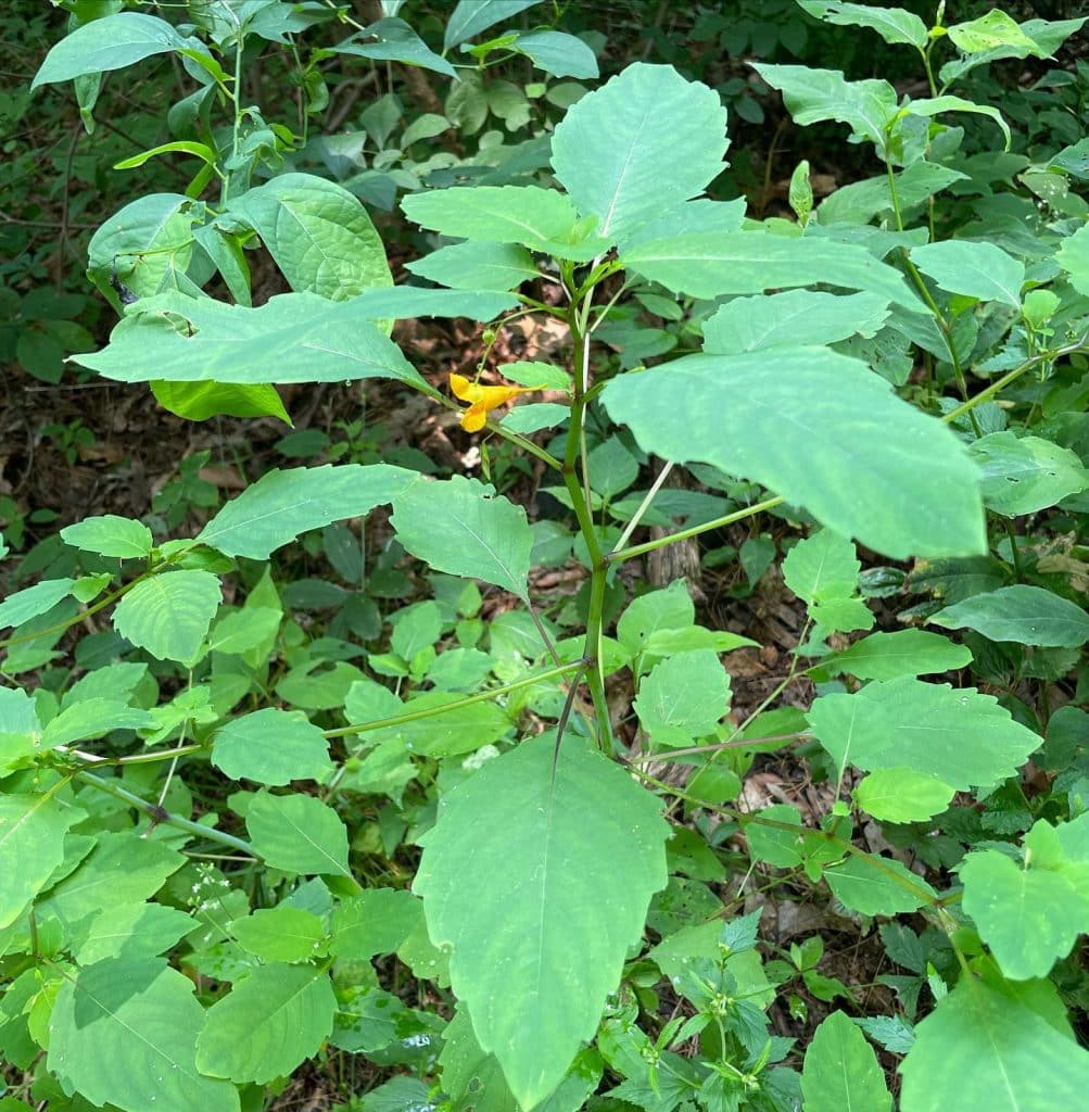 Impatiens capensis - Jewelweed - Eat The Planet