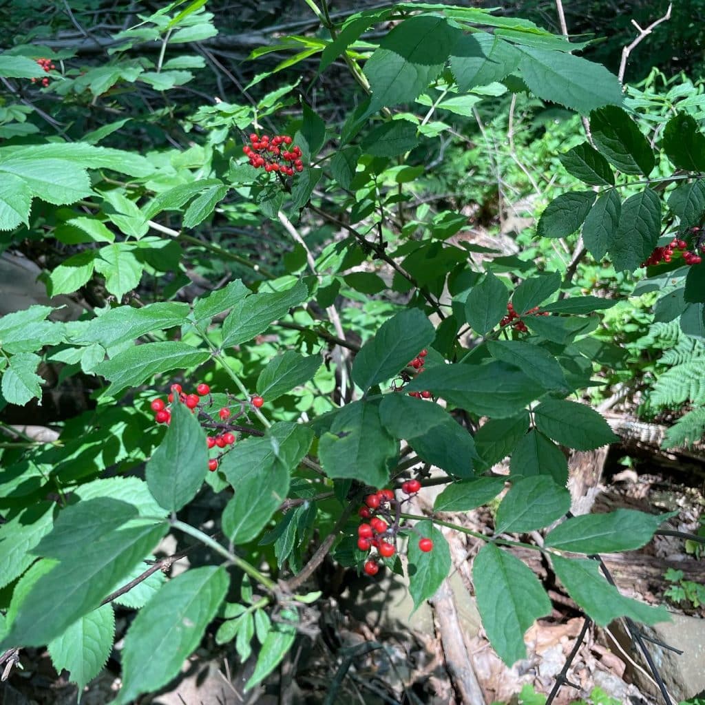Sambucus racemosa - Red Elderberry - Eat The Planet