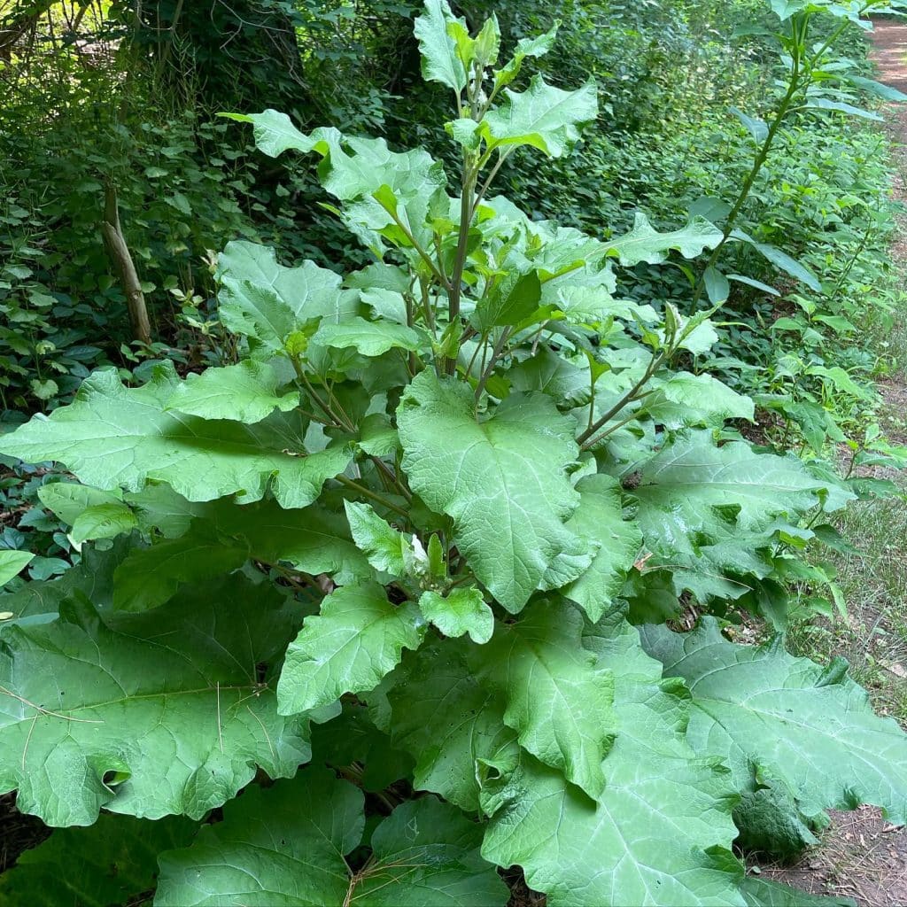 Arctium lappa - Greater Burdock - Eat The Planet