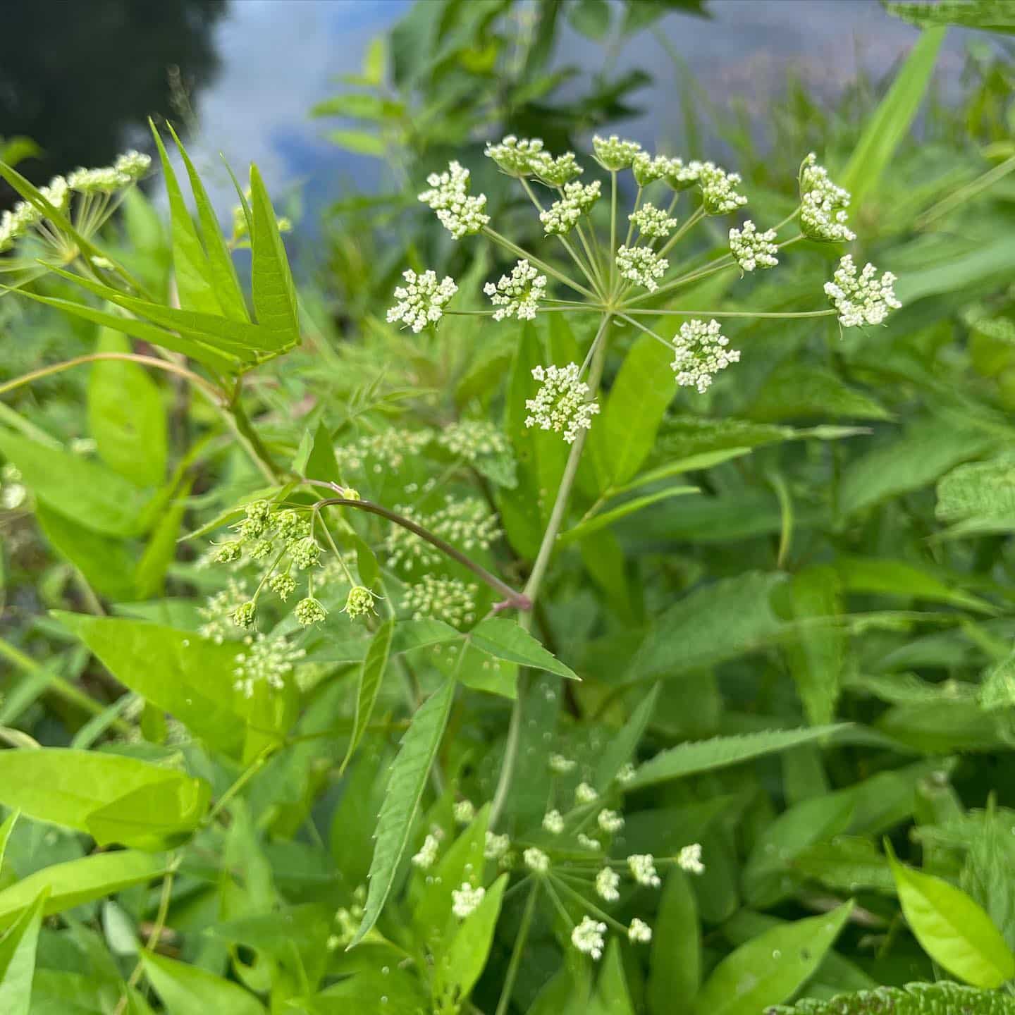 Cicuta spp. - Water Hemlock - Eat The Planet