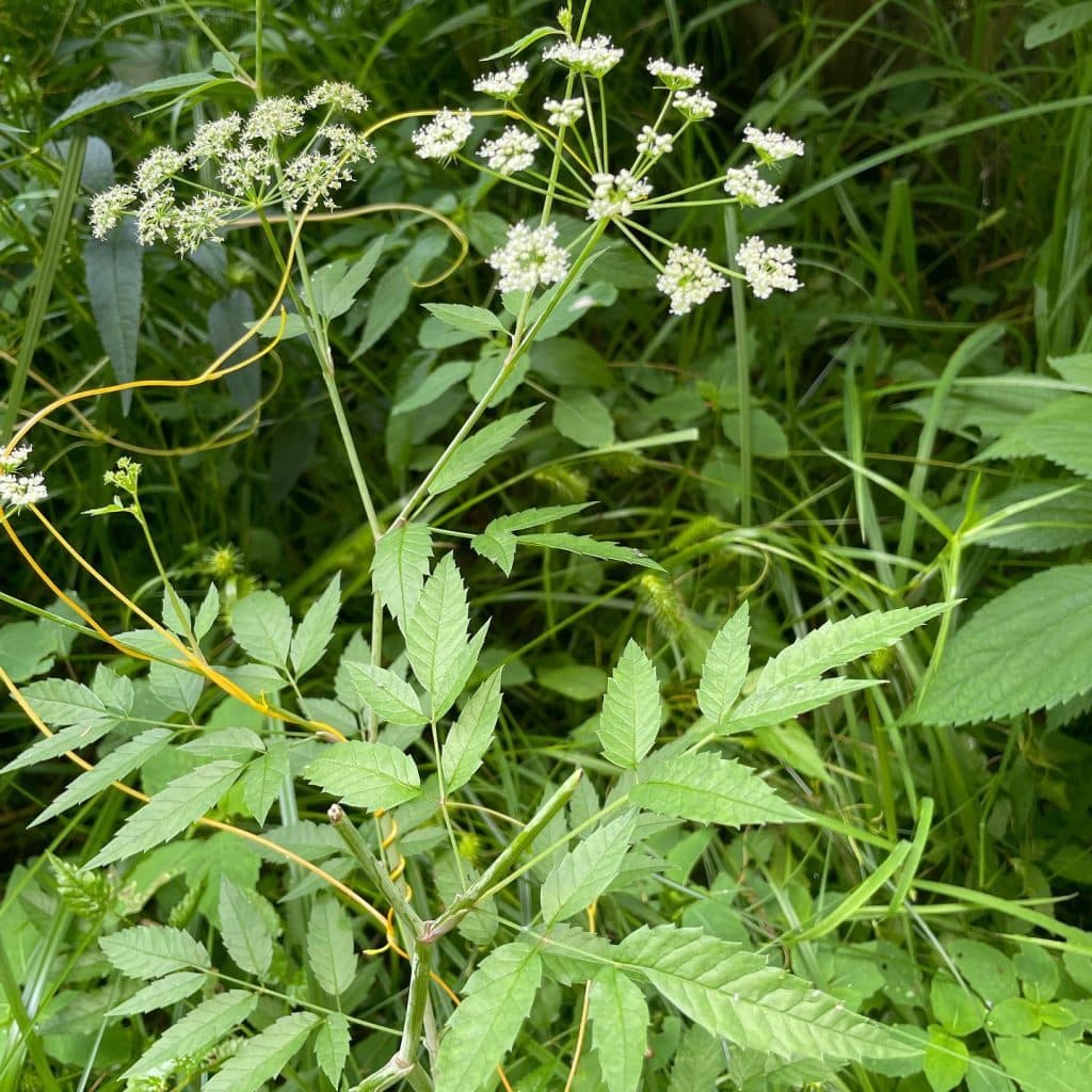 Cicuta spp. - Water Hemlock - Eat The Planet