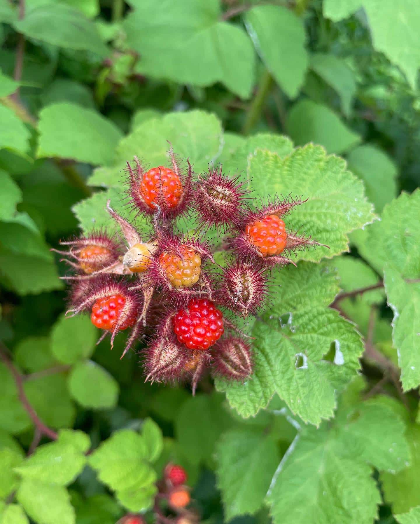 Rubus phoenicolasius - Wineberries - Eat The Planet