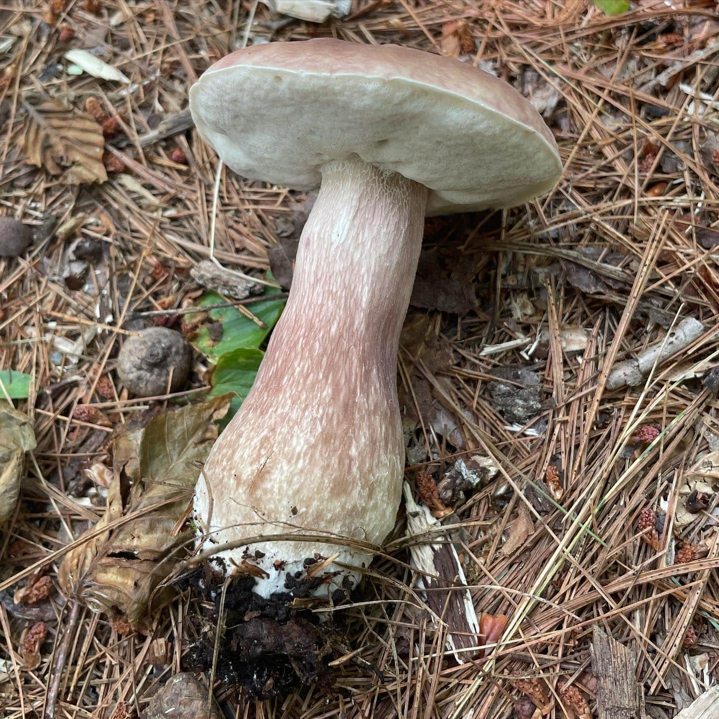 Boletus separans - Lilac Bolete - Eat The Planet