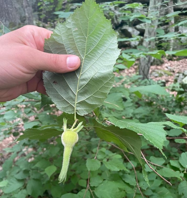 Corylus cornuta - Beaked Hazelnut - Eat The Planet
